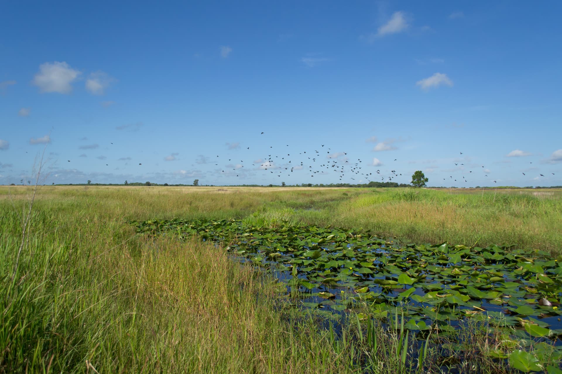 Wetland Rewind | Archbold Biological Station