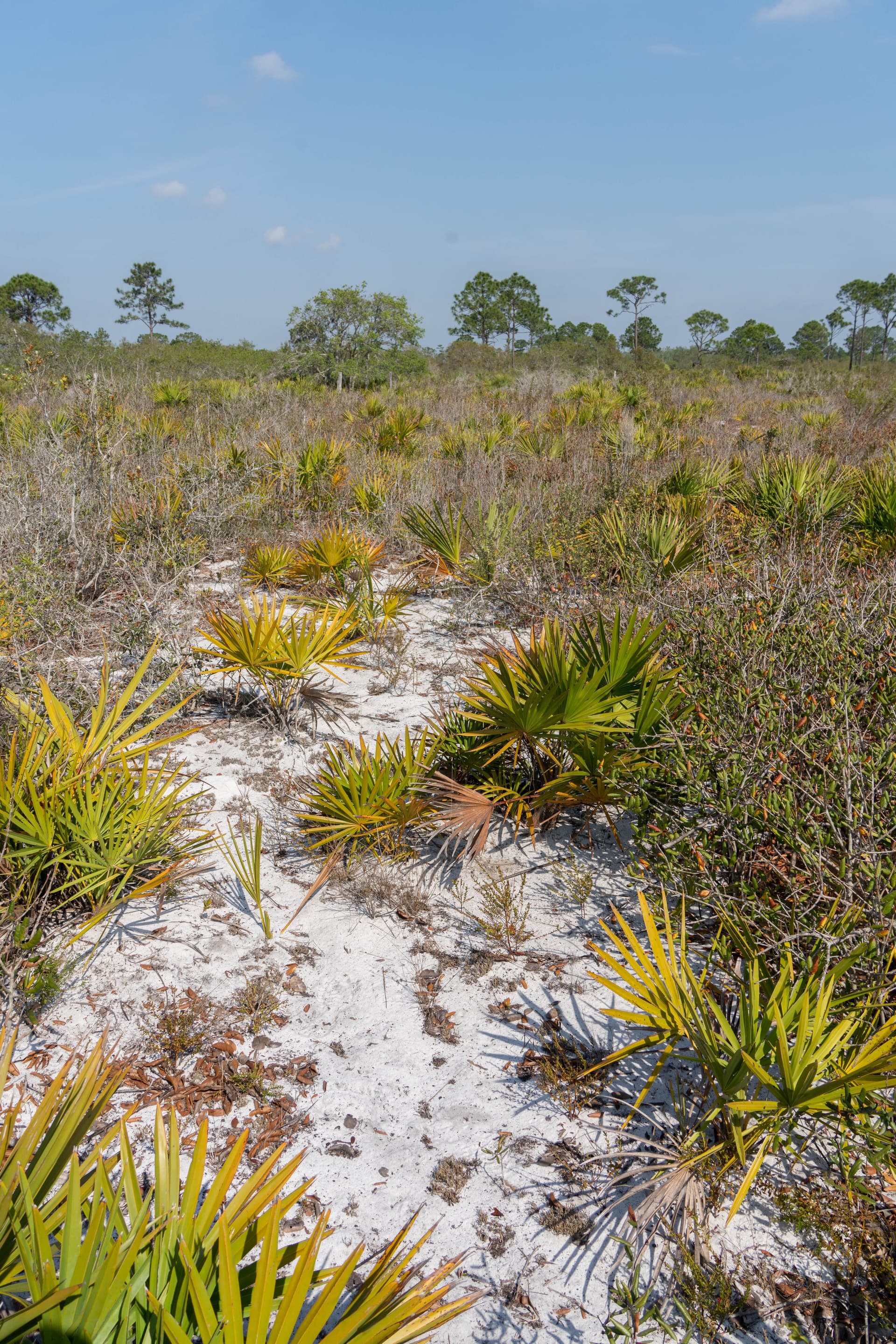 Station Habitats | Archbold Biological Station